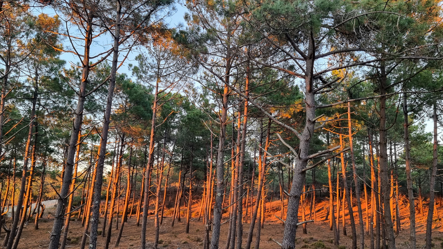 Flash Info Mai 2025 - Les Amis Naturistes de Montalivet